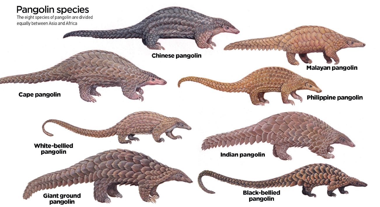 What is a pangolin? Pangolin Conservation Africa