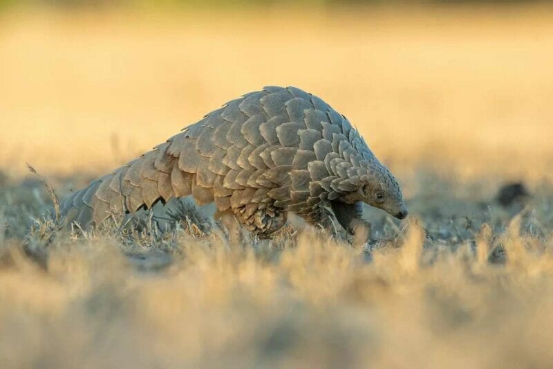 What is a pangolin? Pangolin Conservation Africa