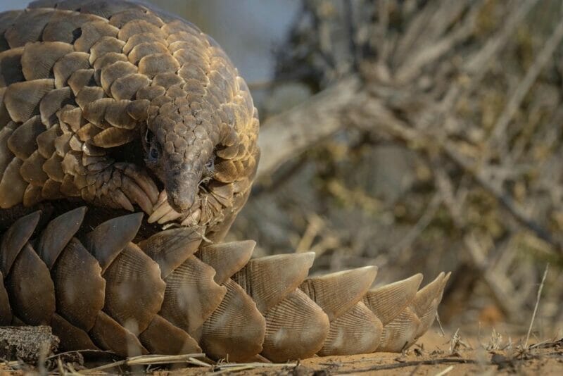 What is a pangolin? Pangolin Conservation Africa